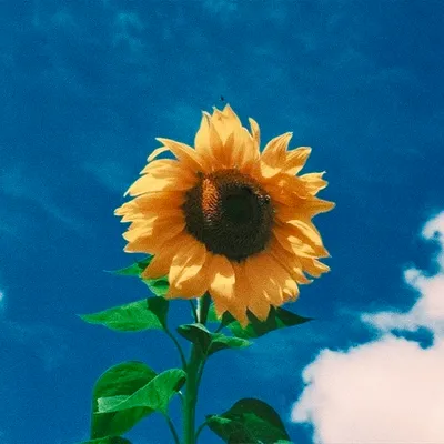 blue skies ahead - lofi rap beat by Prod. Riddiman